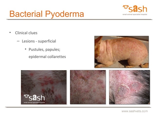 SASH : Pyoderma malodourous malassezia and fecund fleas by Dr Linda ...