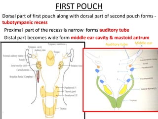 pharyngeal_pouch__membrane_students_pdf_copy-converted.pdf