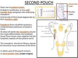 pharyngeal_pouch__membrane_students_pdf_copy-converted.pdf