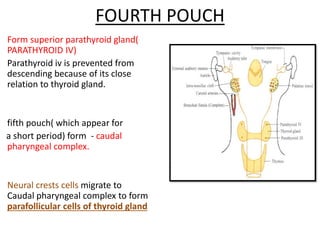 pharyngeal_pouch__membrane_students_pdf_copy-converted.pdf