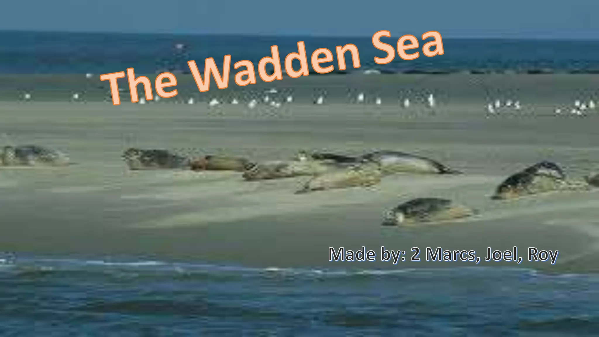 Waddenzee | PPTX