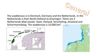 Waddenzee | PPT