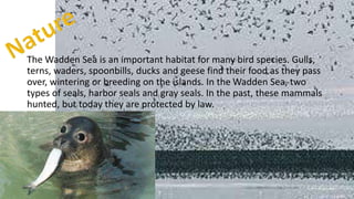 Waddenzee | PPT