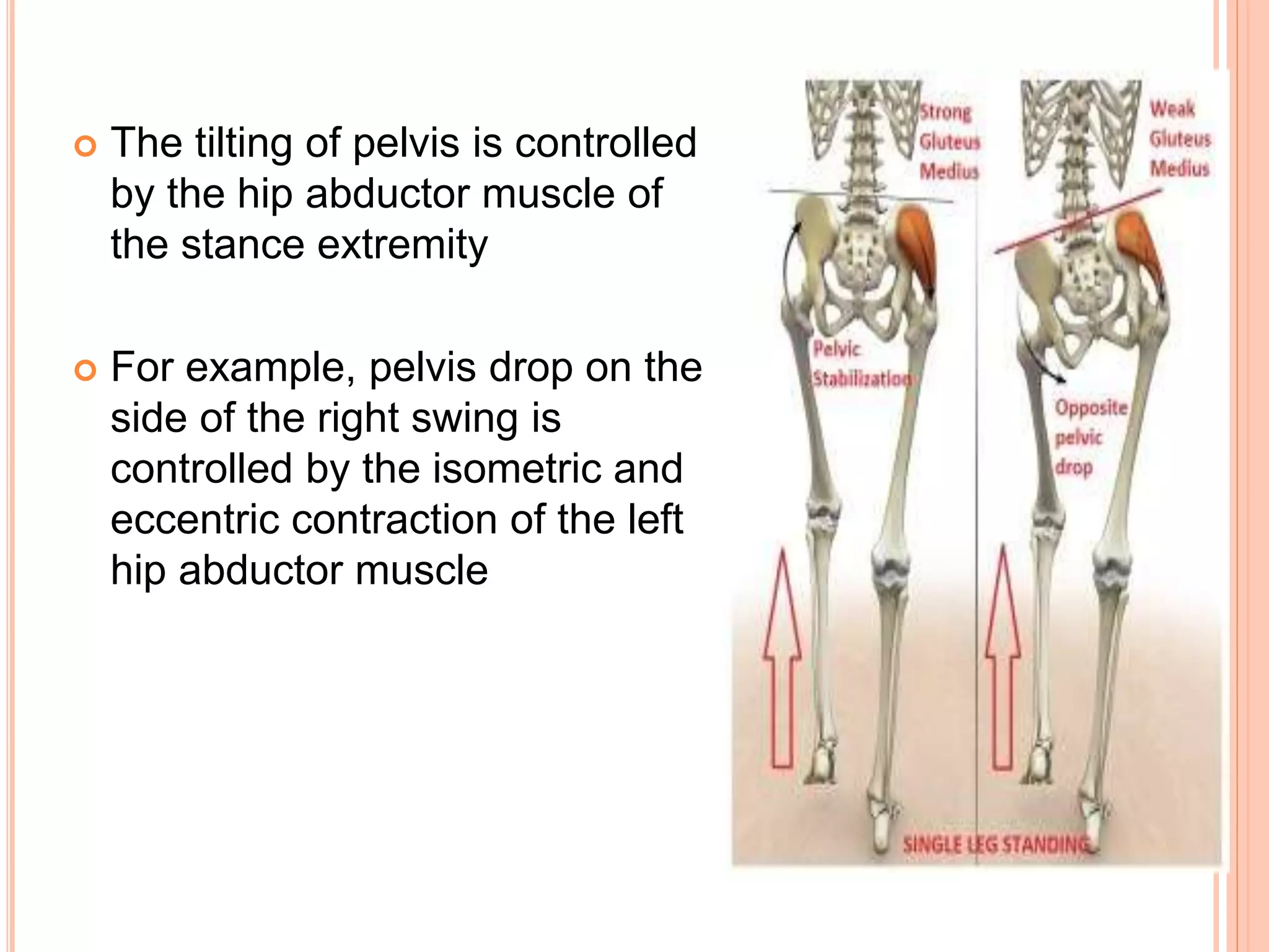 Waddling gait- definition|role of muscle|gait analysis|kinematic and ...