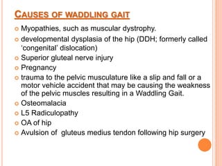 Waddling gait- definition|role of muscle|gait analysis|kinematic and ...
