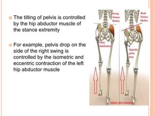 Waddling gait- definition|role of muscle|gait analysis|kinematic and ...