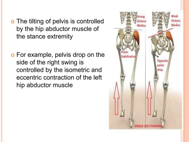 Waddling gait- definition|role of muscle|gait analysis|kinematic and ...