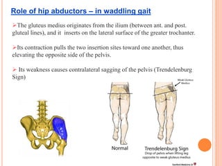 Waddling gait- definition|role of muscle|gait analysis|kinematic and ...