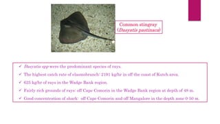 Wadge bank fisheries | PPTX