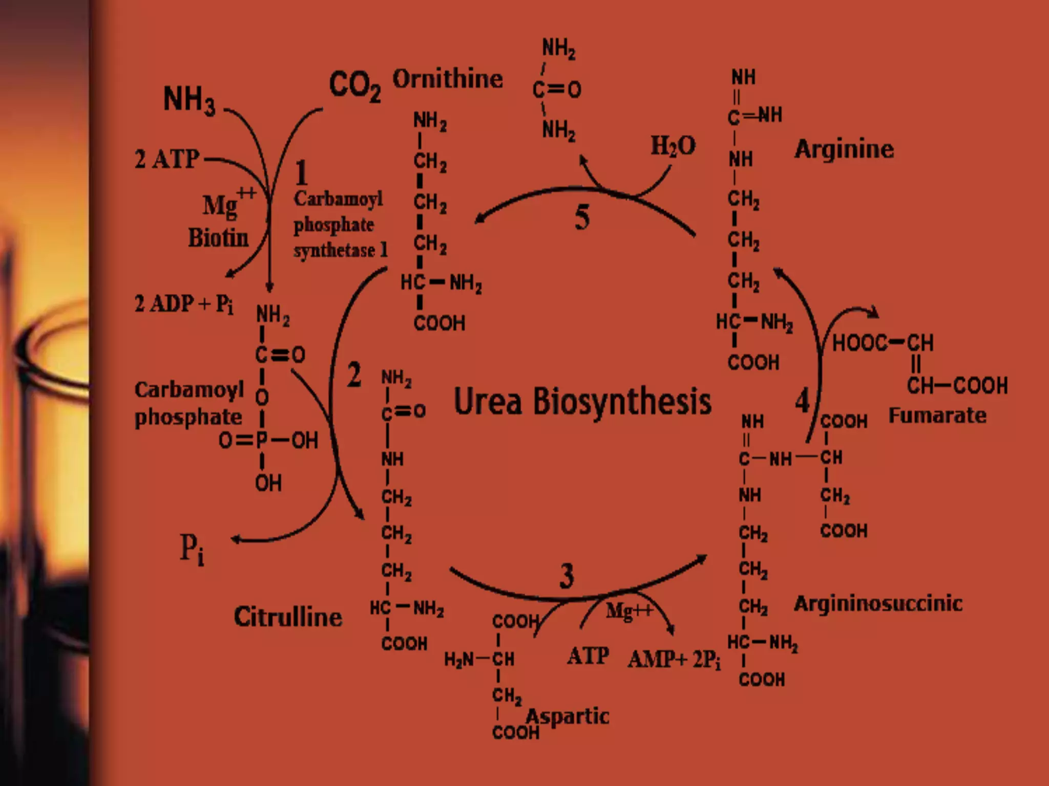 urea cycle | PPTX