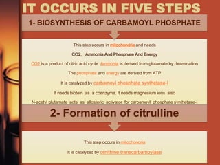 urea cycle | PPTX