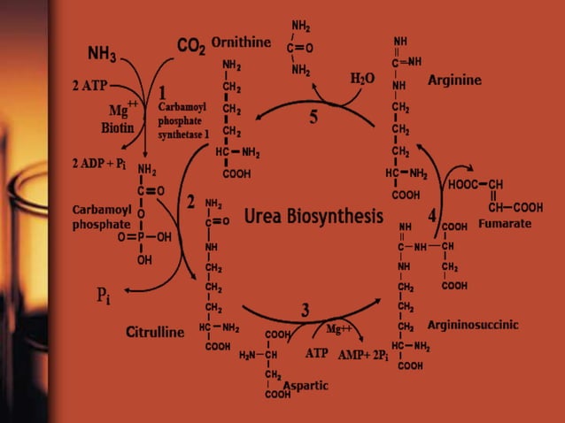 urea cycle | PPT | Free Download
