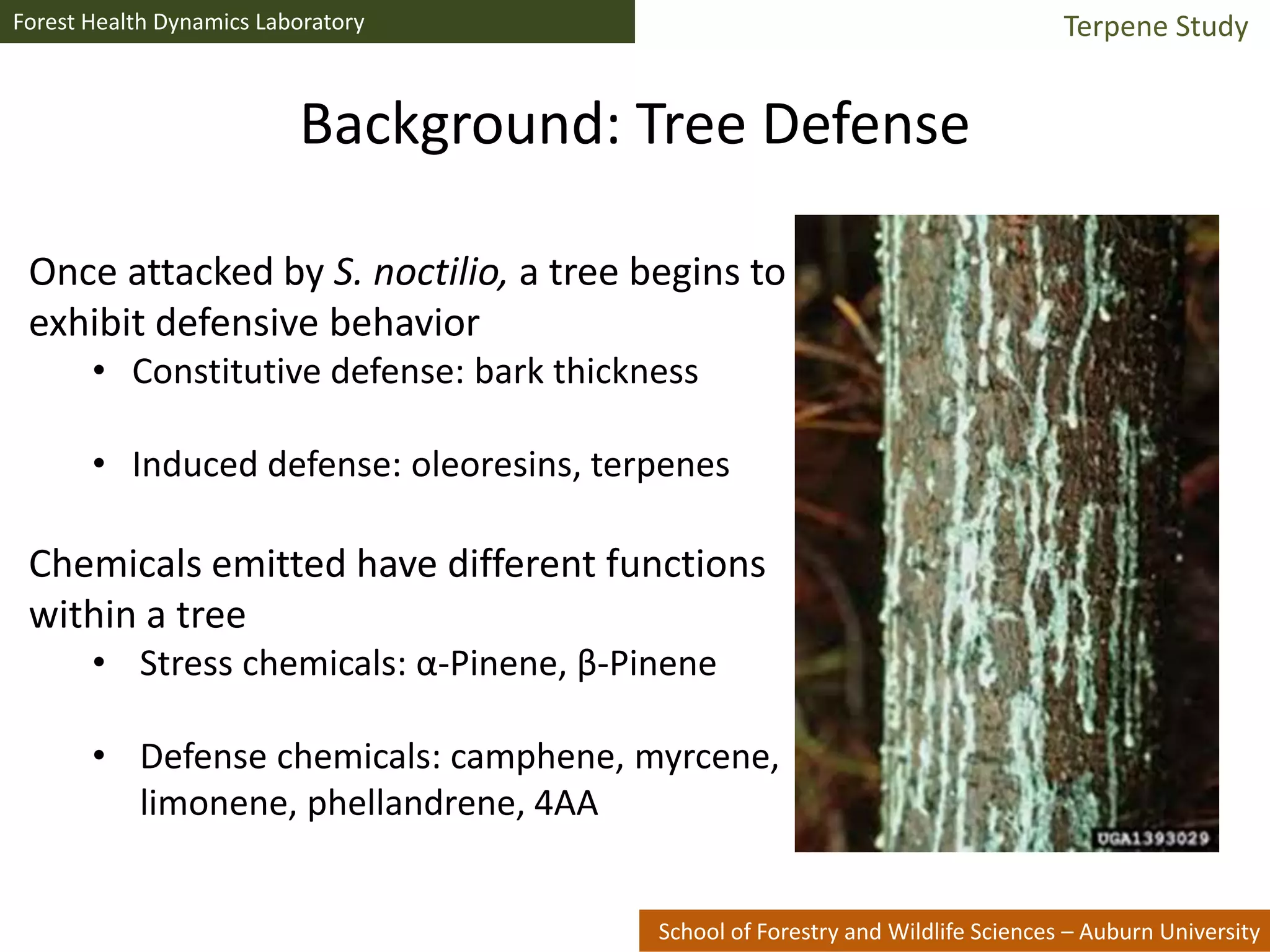 Sirex woodwasps and their symbionts in Alabama forests | PPT
