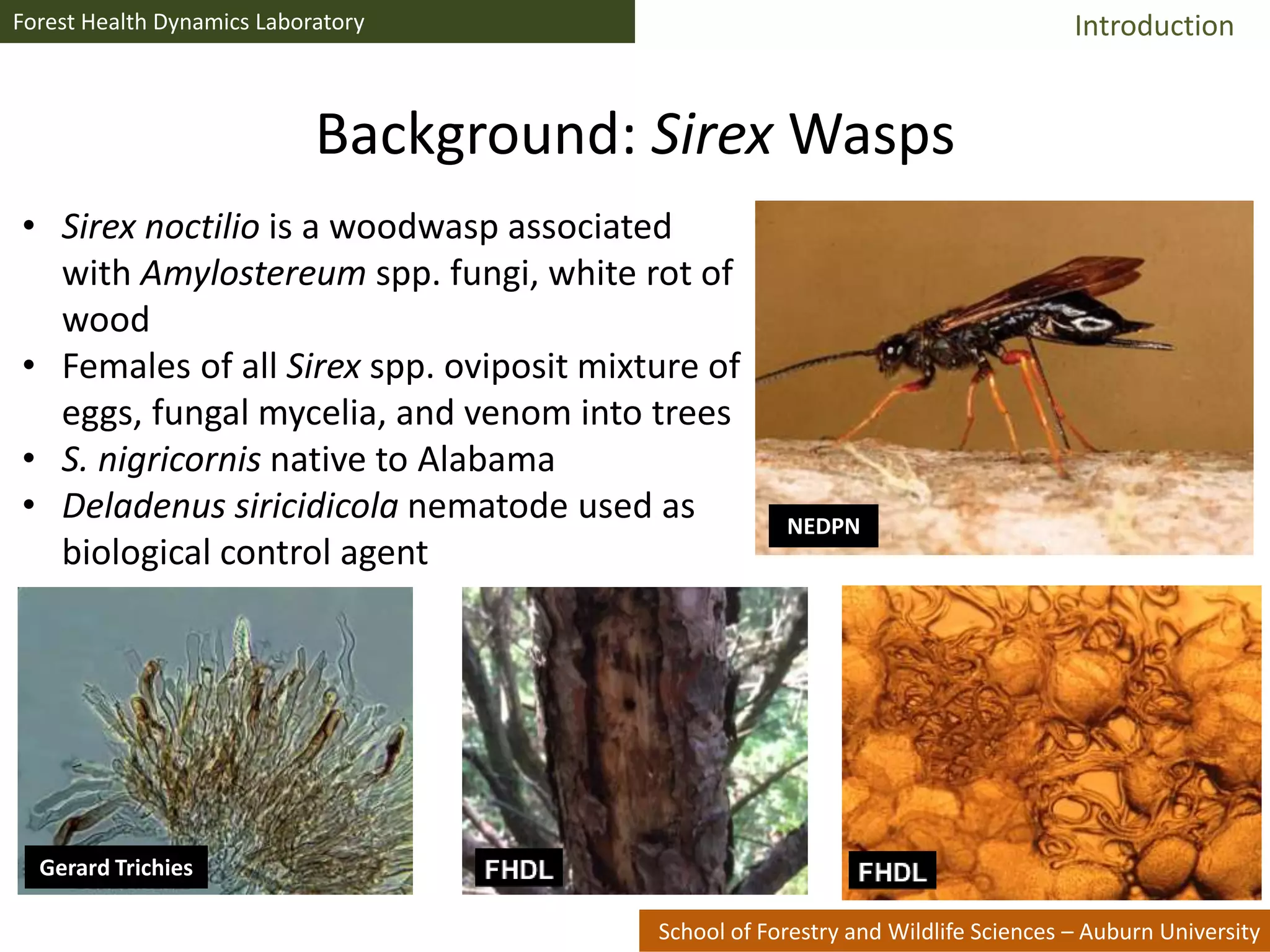 Sirex woodwasps and their symbionts in Alabama forests | PPT