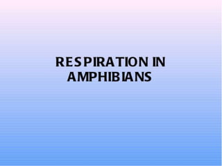 Repiration in amphibian | PPT
