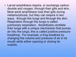 Repiration in amphibian | PPT