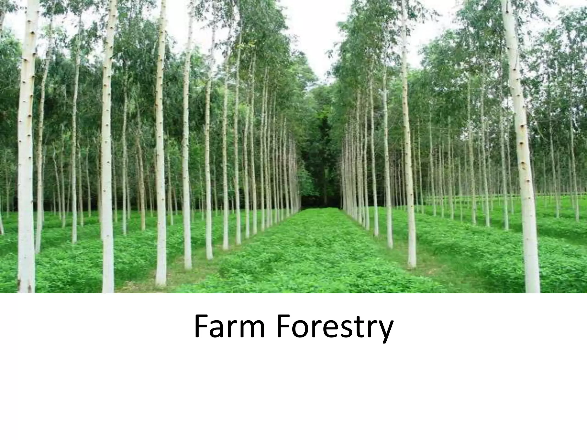 Farm Forestry | PPTX