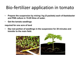 Wajid-Bio fertilizerhxyxxyxucucucuxycycy.pptx