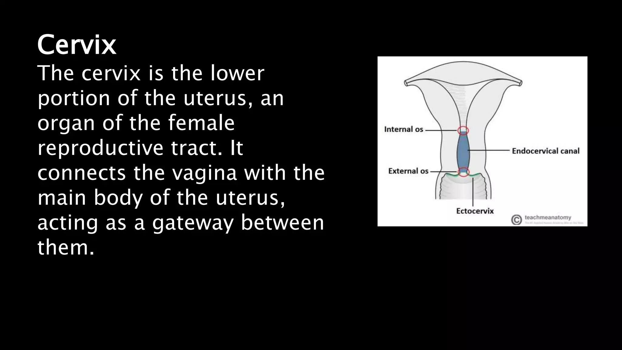 female reproductive organs | PPTX