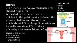 female reproductive organs | PPTX