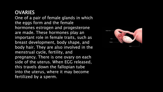 female reproductive organs | PPTX