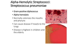wala strep.pptx | Ear, Nose and Throat Conditions | Diseases and Conditions
