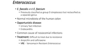 wala strep.pptx | Ear, Nose and Throat Conditions | Diseases and Conditions