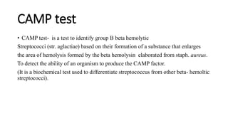 wala strep.pptx | Ear, Nose and Throat Conditions | Diseases and Conditions