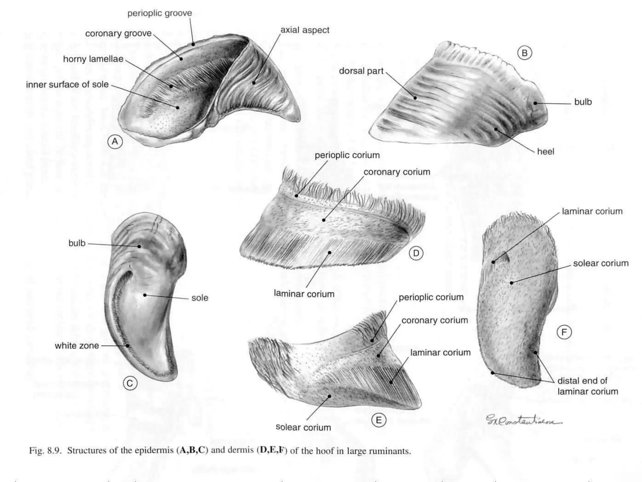 Anatomy of hoof | PPTX