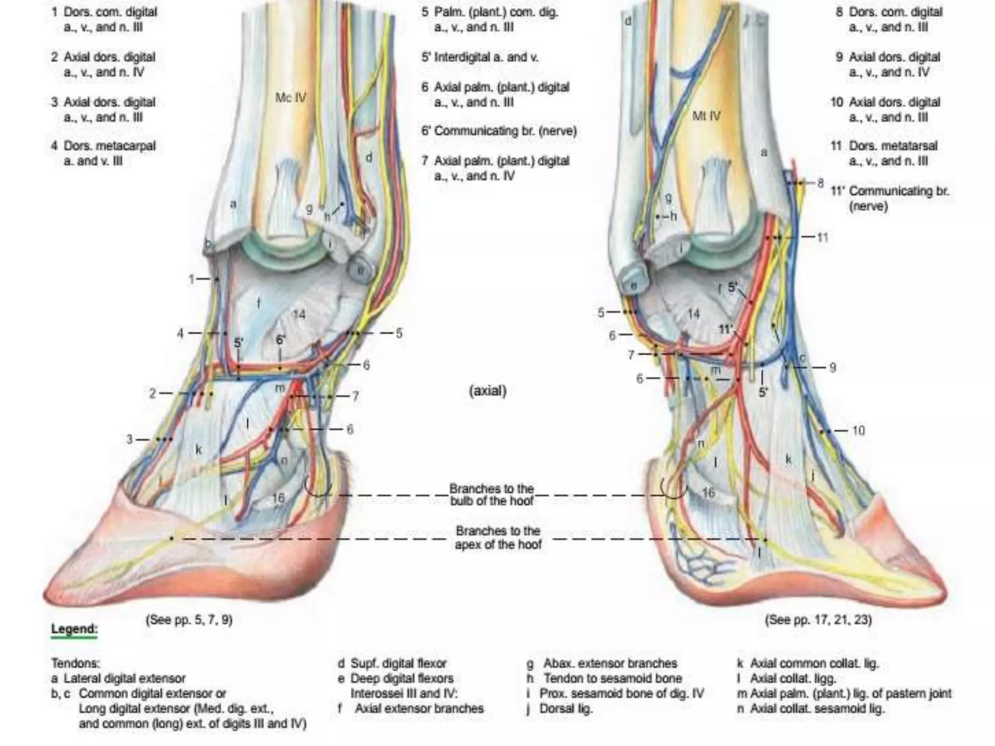 Anatomy of hoof | PPTX
