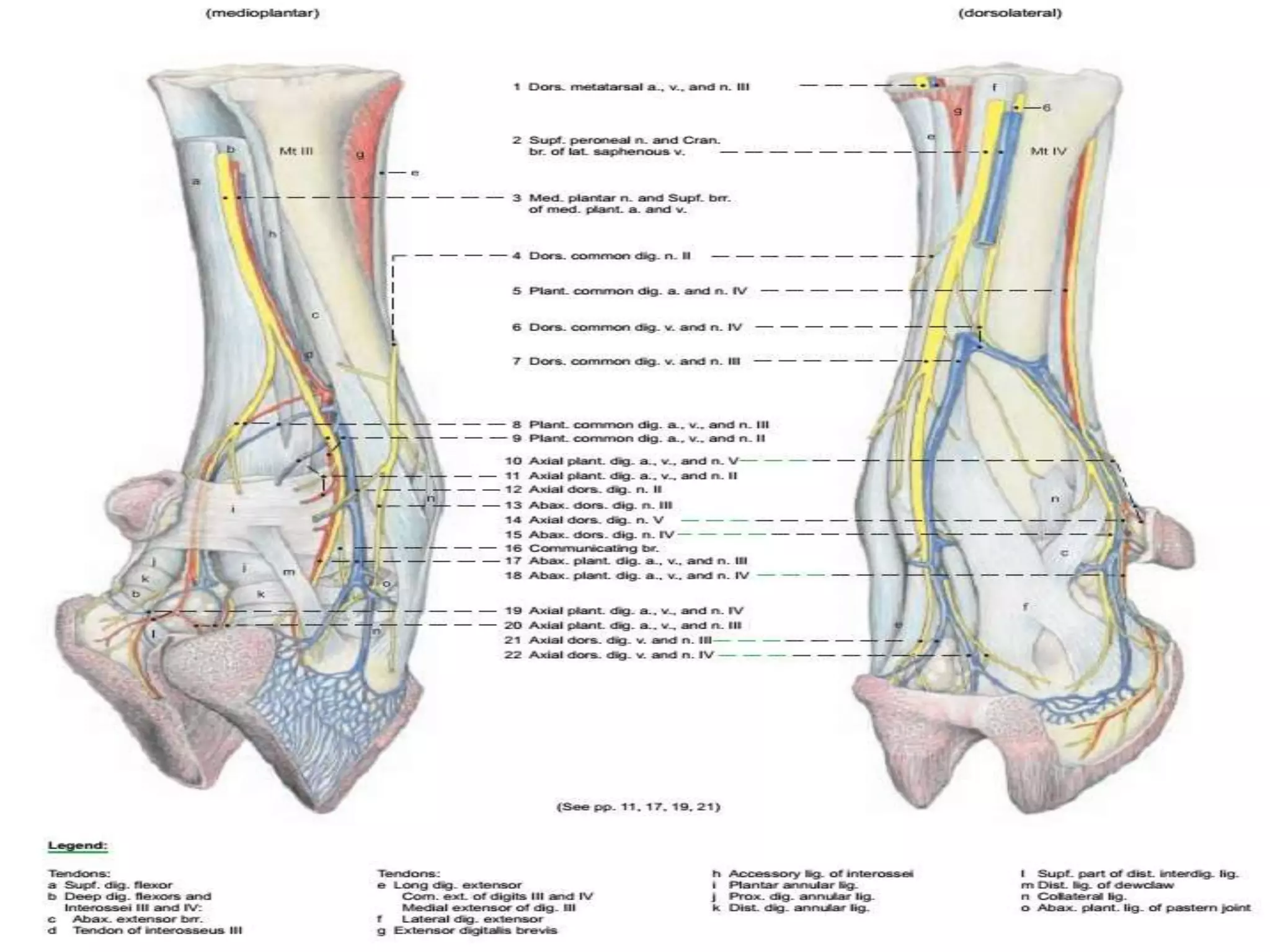 Anatomy of hoof | PPTX