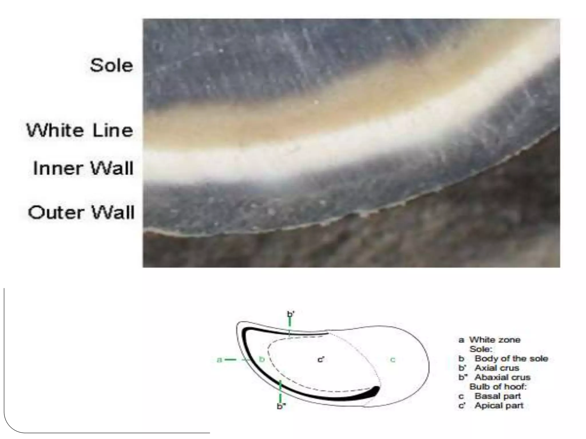 Anatomy of hoof | PPTX