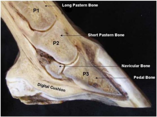 Anatomy of hoof | PPTX