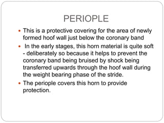 Anatomy of hoof | PPTX