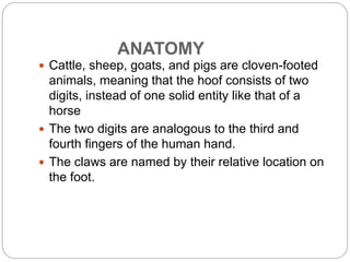 Anatomy of hoof | PPTX