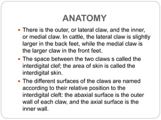 Anatomy of hoof | PPTX