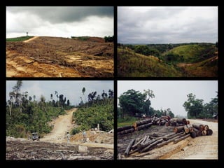 Walhi Riau Kondisi Dan Tingkat Kerusakan Hutan Di Riau | PPT