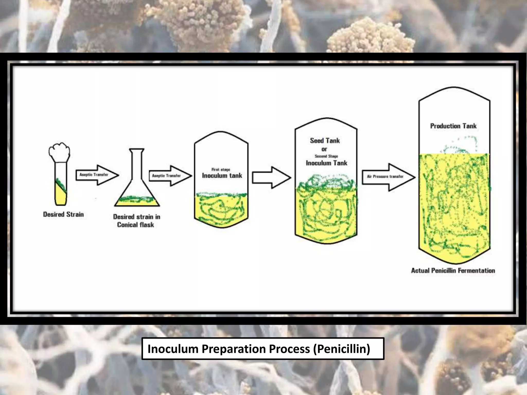 Penicillin Fermentation Process (Industrial production of Penicillin ...