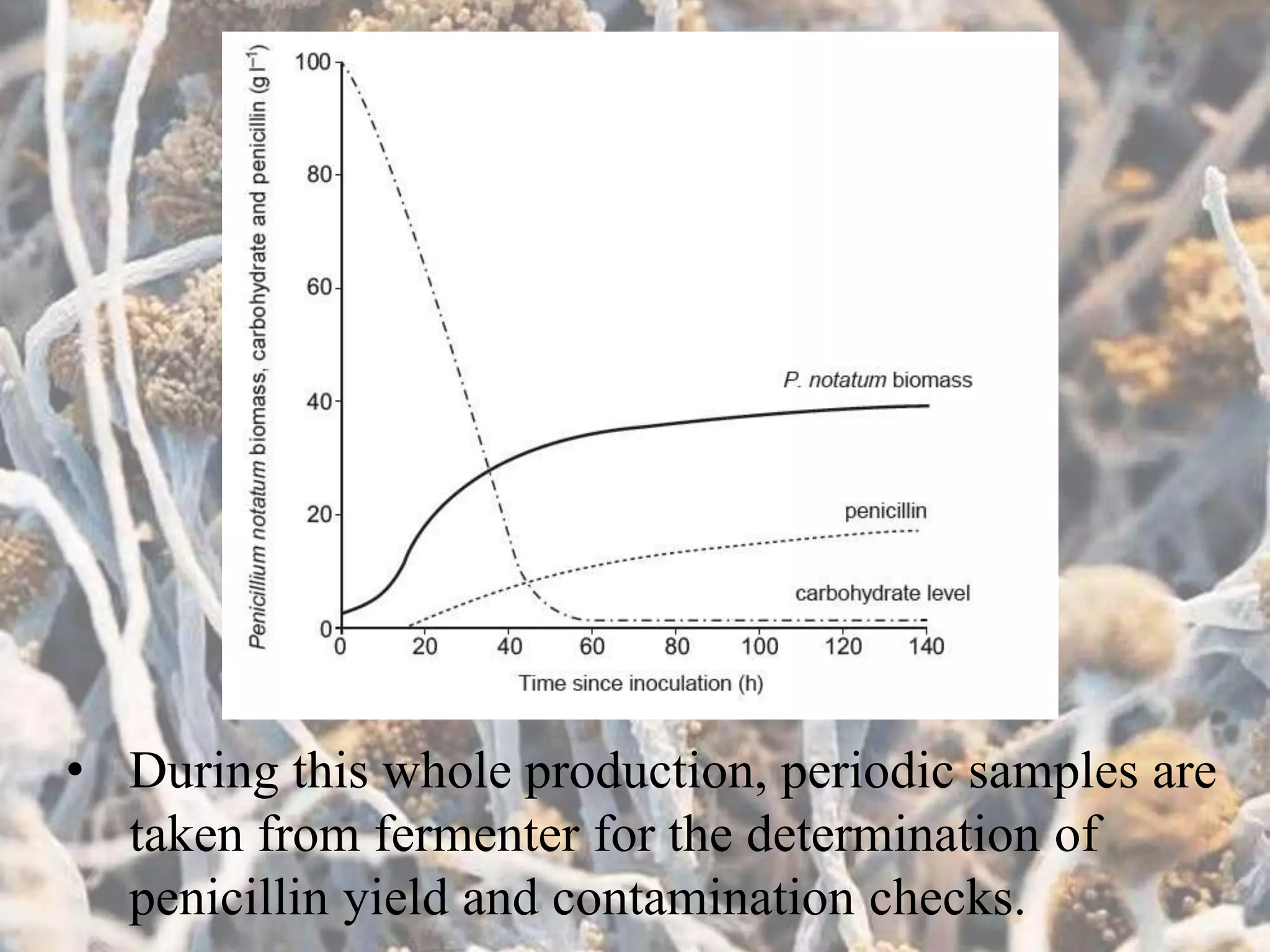 Penicillin Fermentation Process (Industrial production of Penicillin). | PPTX