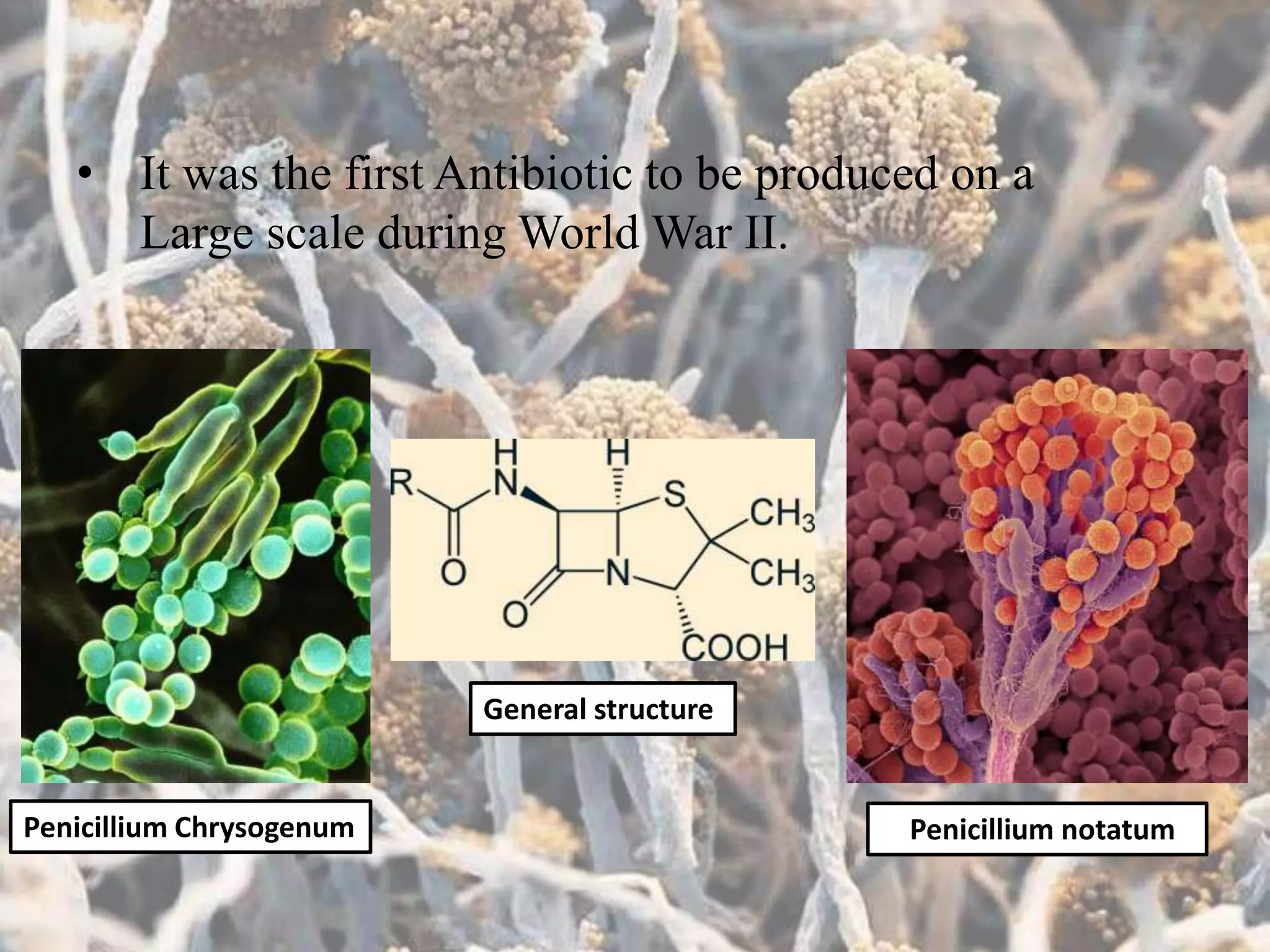 Penicillin Fermentation Process (Industrial production of Penicillin ...