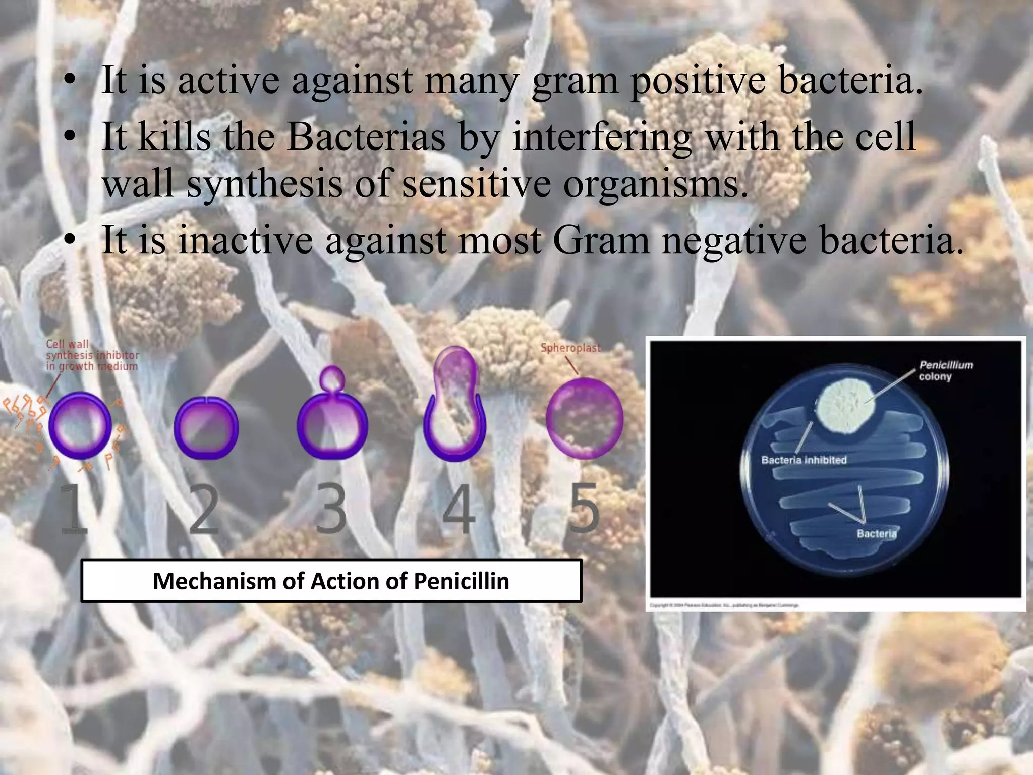 Penicillin Fermentation Process (Industrial production of Penicillin ...