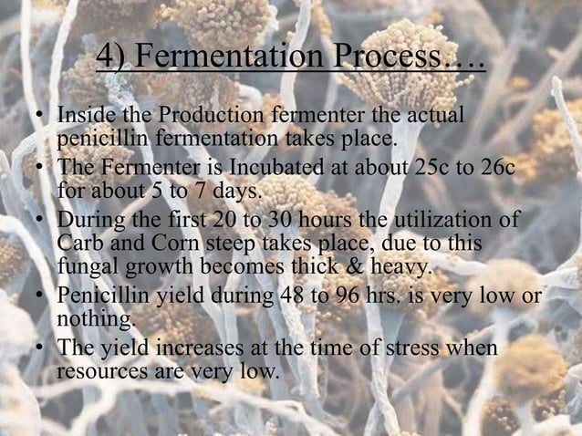 Penicillin Fermentation Process (Industrial production of Penicillin ...