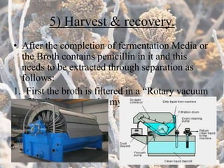 Penicillin Fermentation Process (Industrial production of Penicillin ...