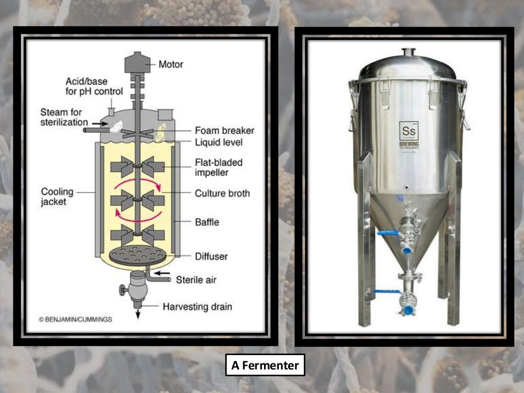 Penicillin Fermentation Process (Industrial production of Penicillin).