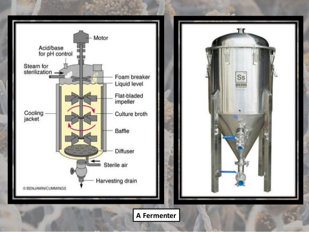Penicillin Fermentation Process (Industrial production of Penicillin).