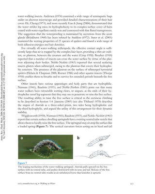Walking On Water Biolocomotion At The Interface | PDF