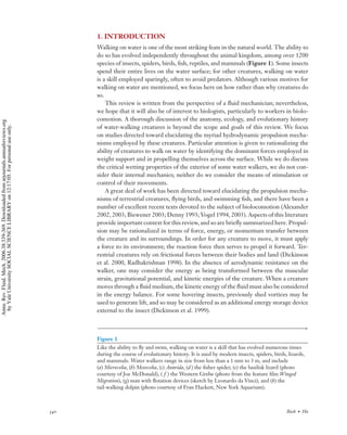 Walking On Water Biolocomotion At The Interface | PDF