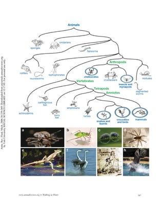 Walking On Water Biolocomotion At The Interface | PDF