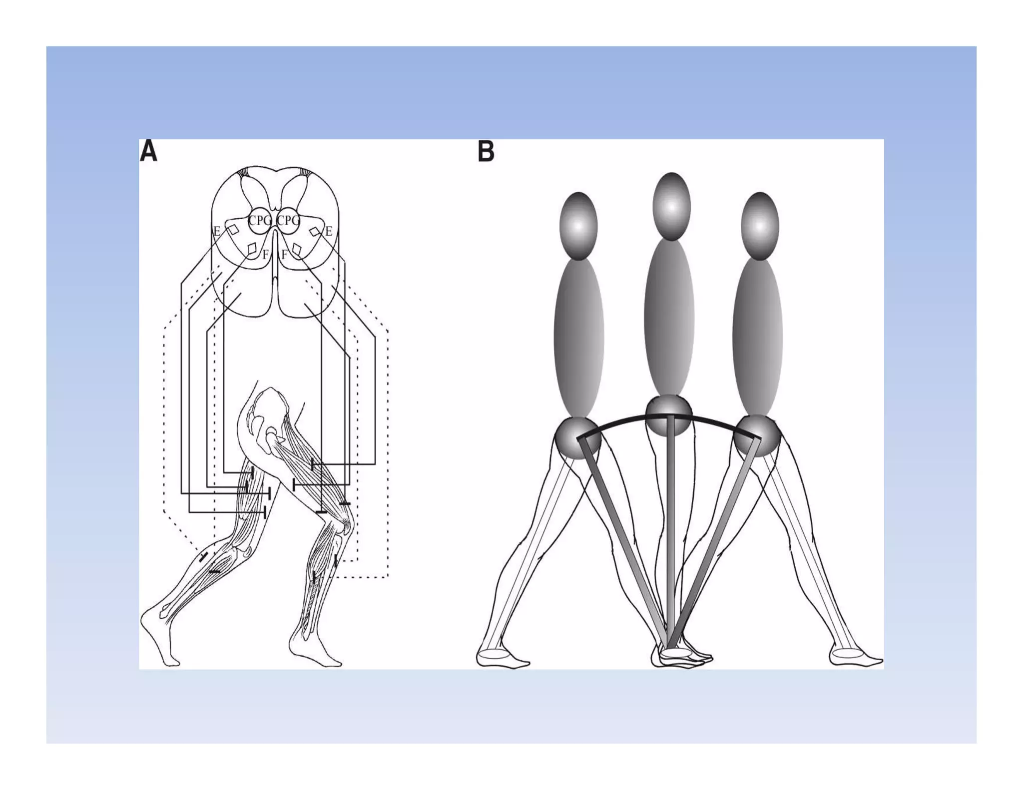 Walking project locomotor and the nervous system | PDF