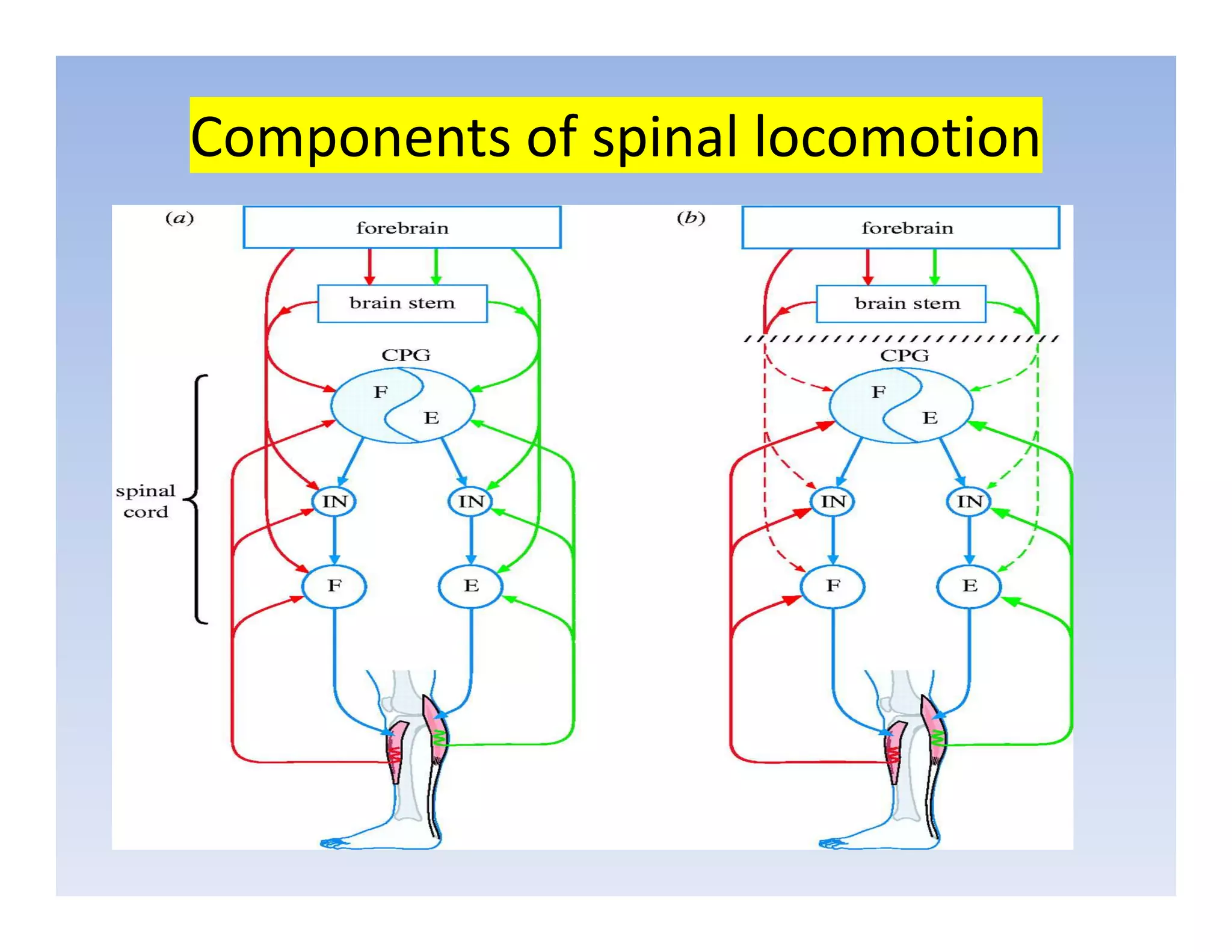 Walking project locomotor and the nervous system | PDF
